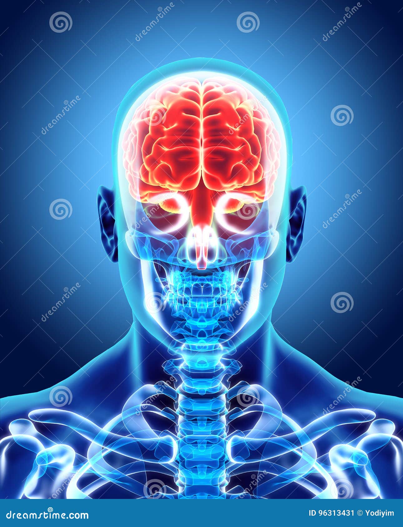 Human Internal Organic - Brain. Stock Illustration - Illustration of ...