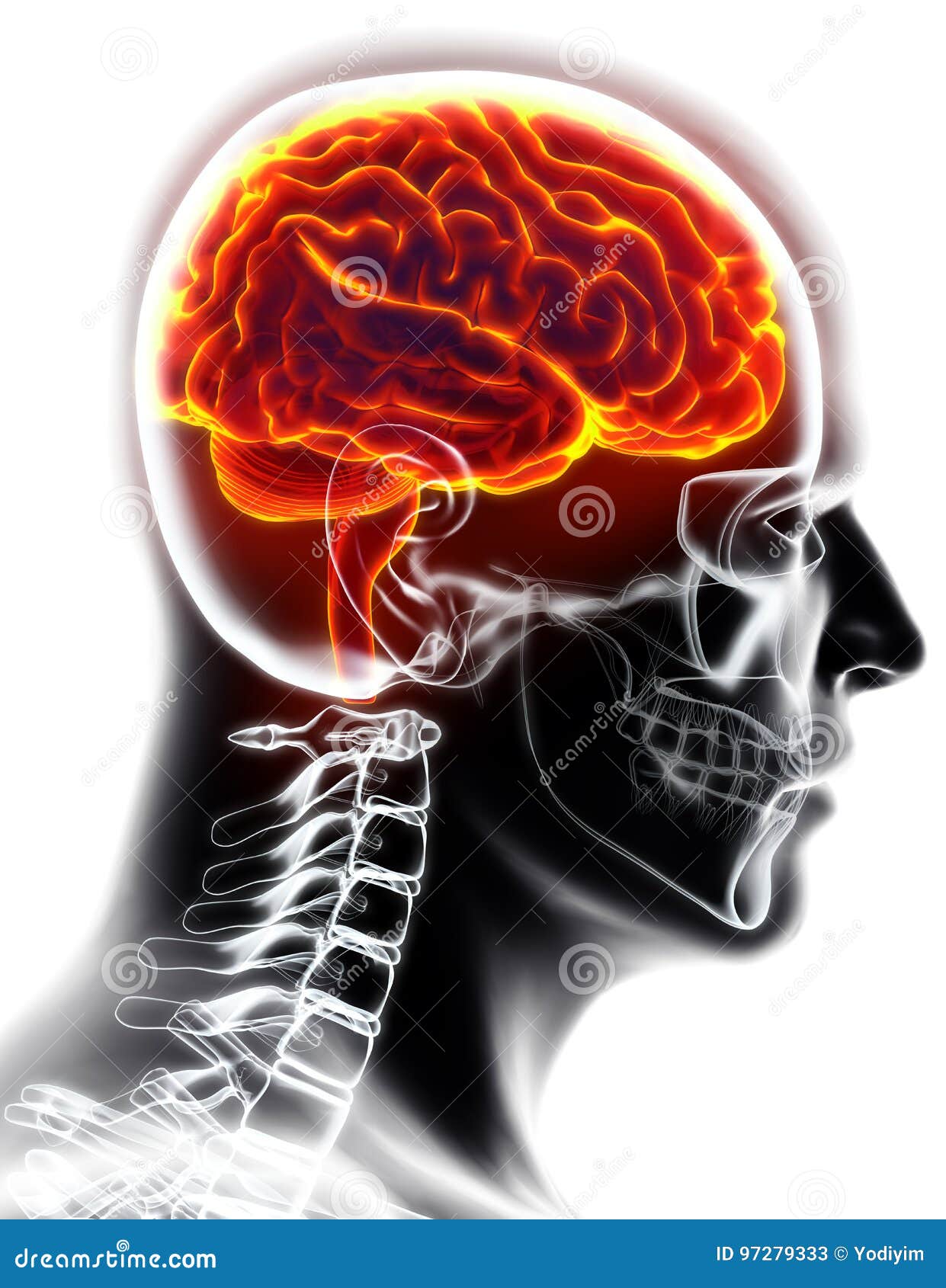 Human Internal Organic - Brain. Stock Illustration - Illustration of ...