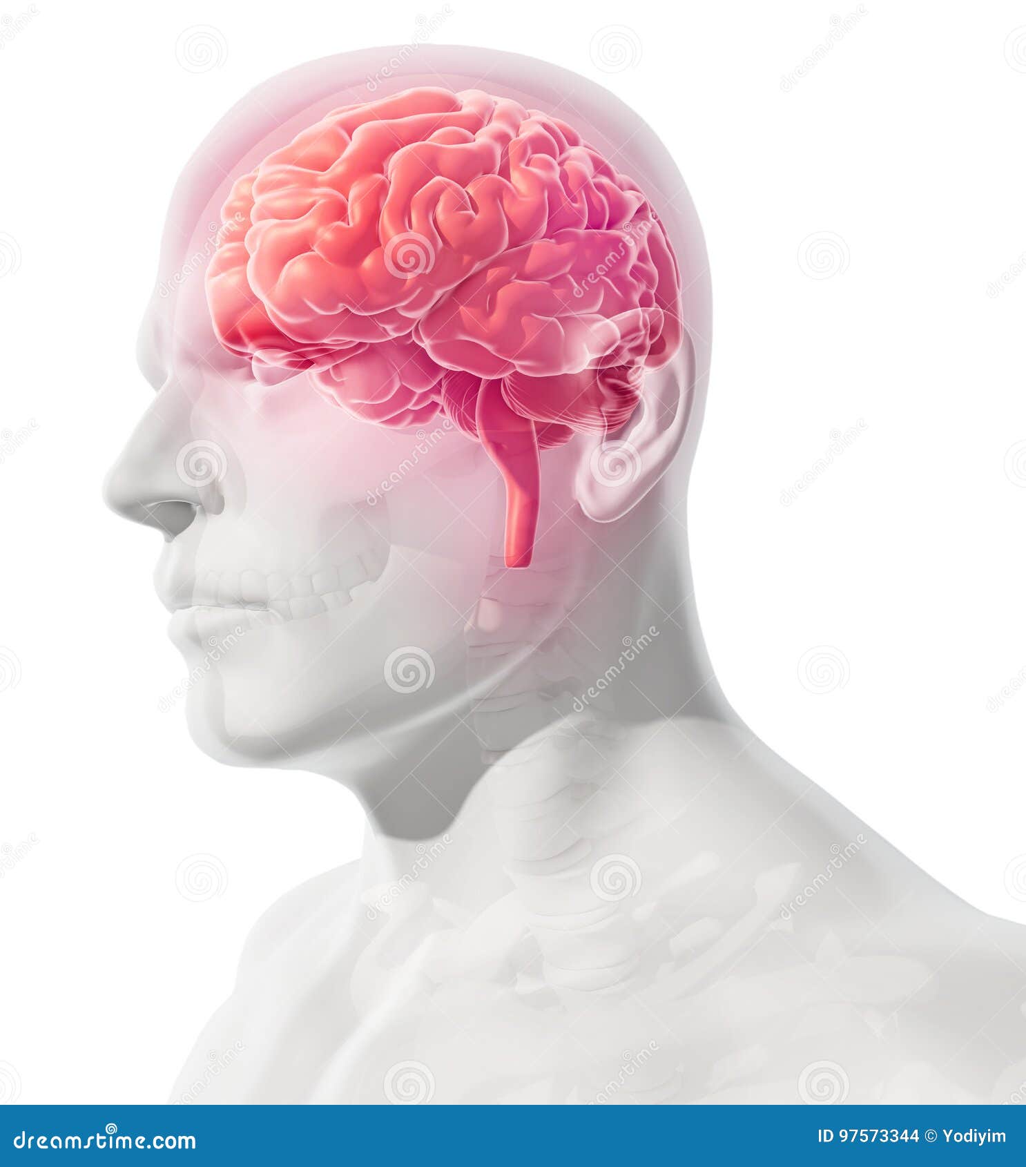 Human Internal Organic - Brain. Stock Illustration - Illustration of ...