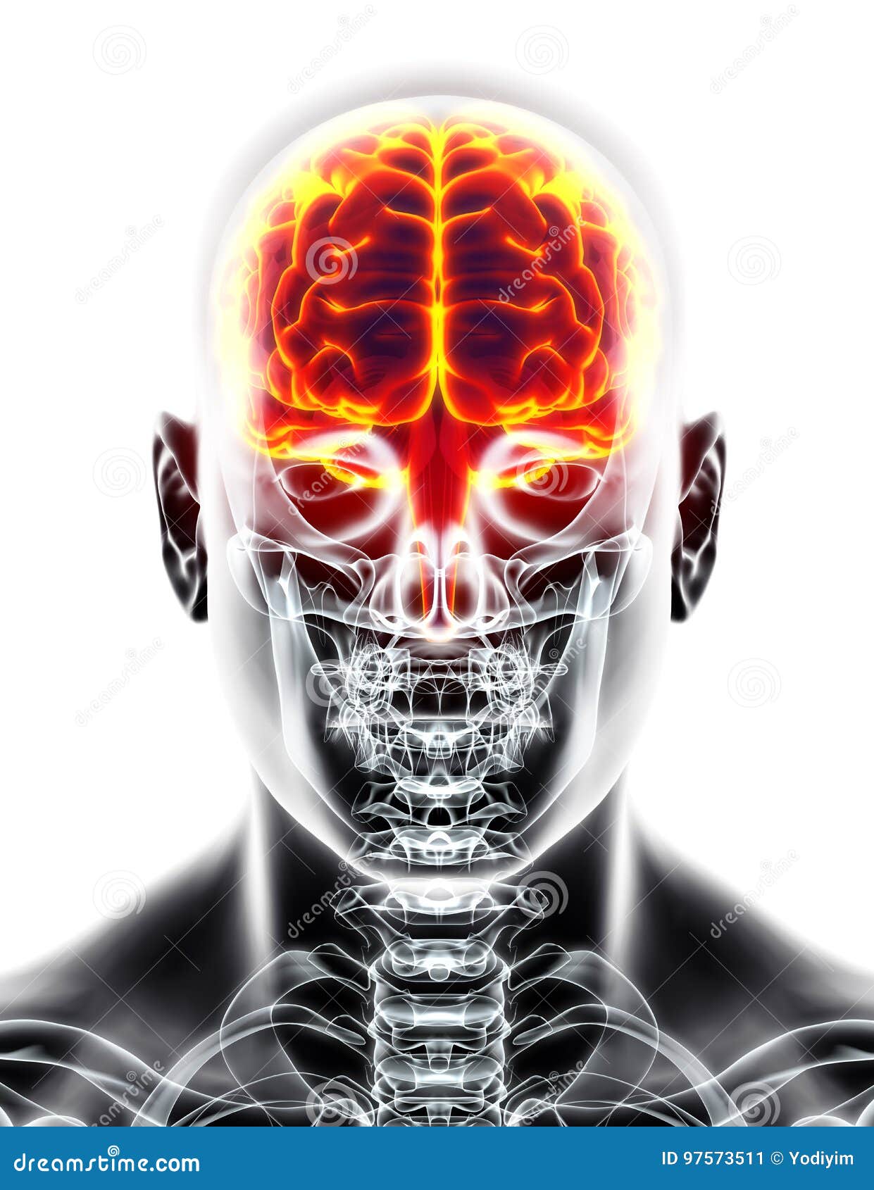 Human Internal Organic - Brain. Stock Illustration - Illustration of ...