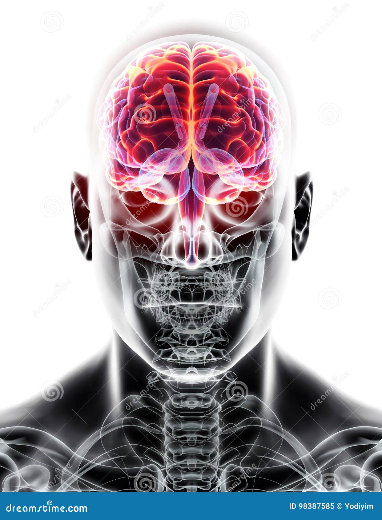 Human Internal Organic - Brain. Stock Illustration - Illustration of ...