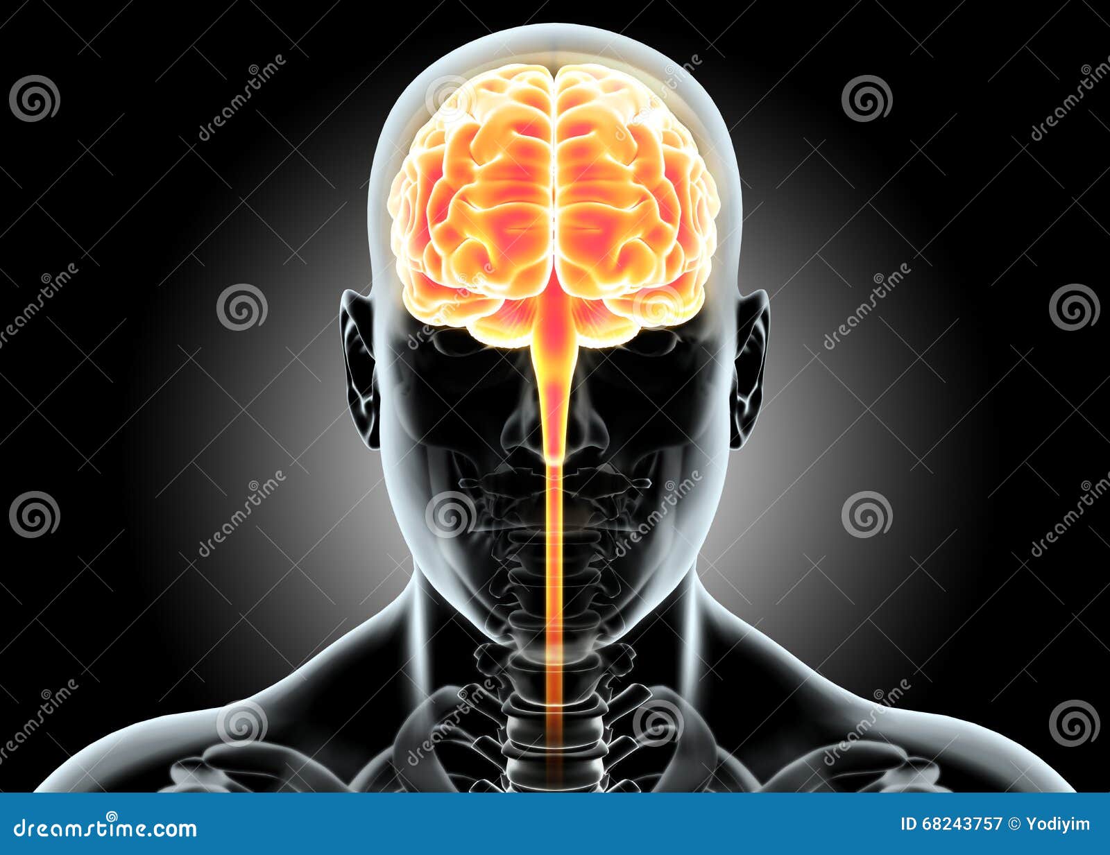 Human Internal Organic - Brain. Stock Illustration - Illustration of ...