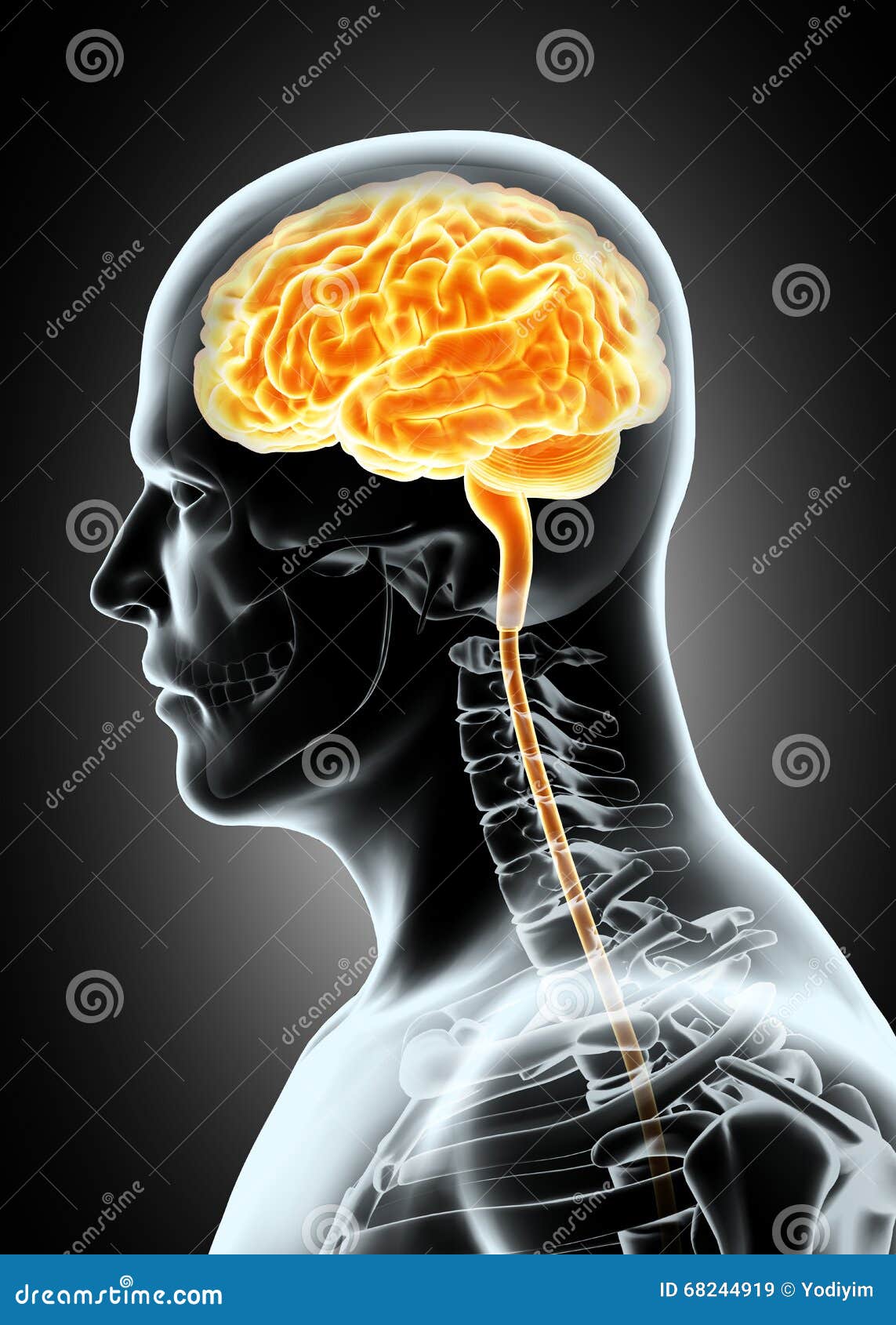 Human Internal Organic - Brain. Stock Illustration - Illustration of ...
