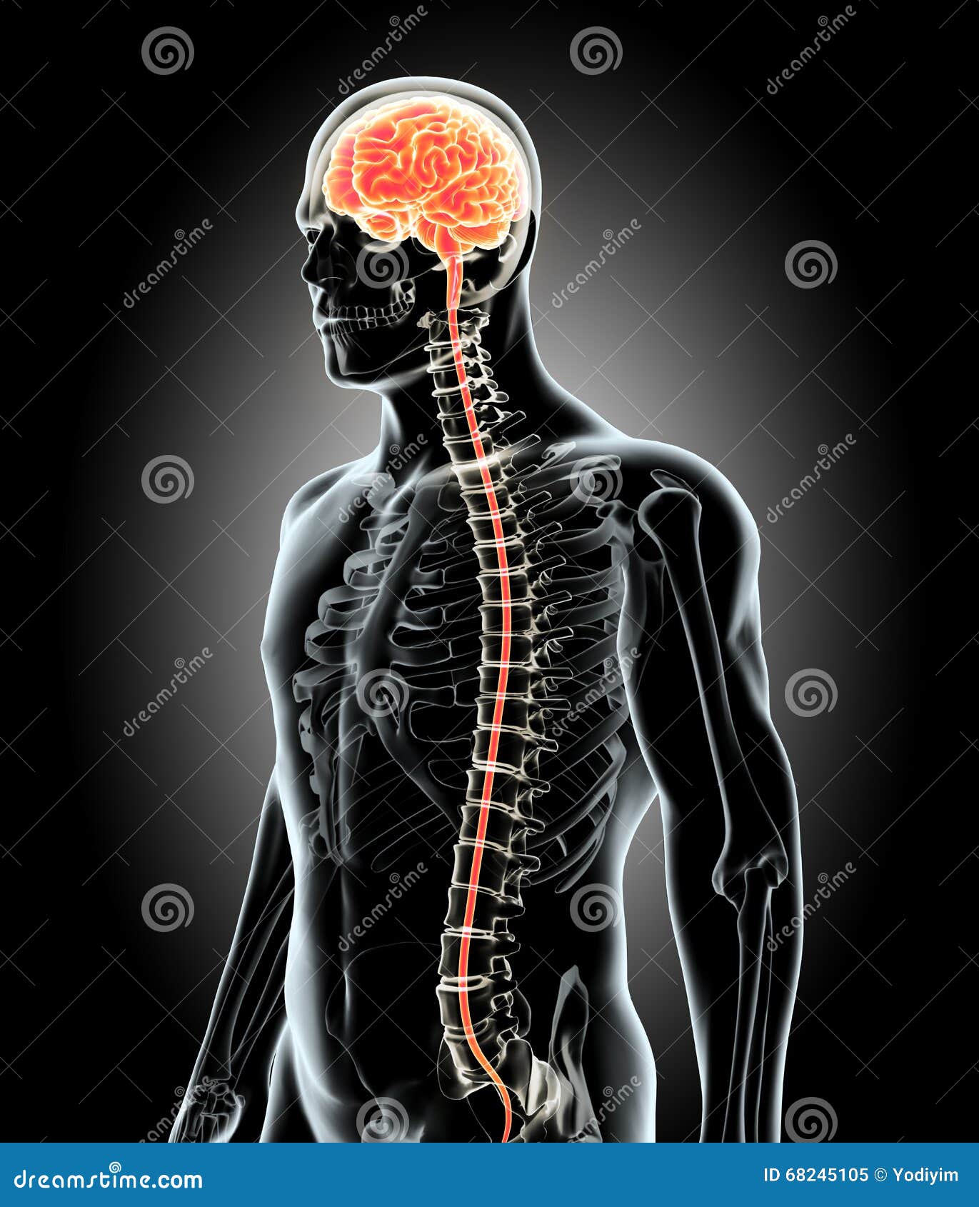 Human Internal Organic - Brain. Stock Illustration - Illustration of ...