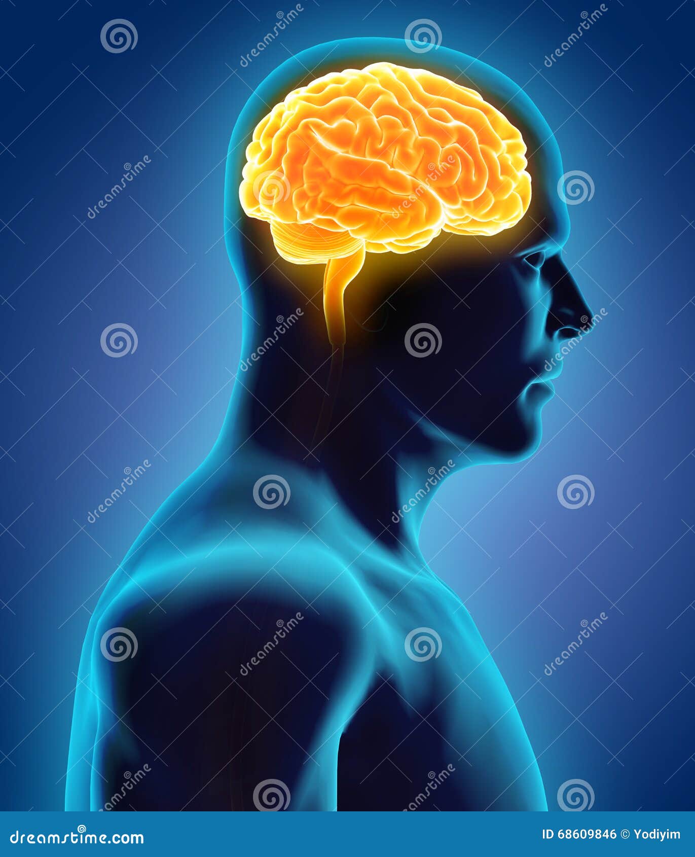 Human Internal Organic - Brain. Stock Illustration - Illustration of ...