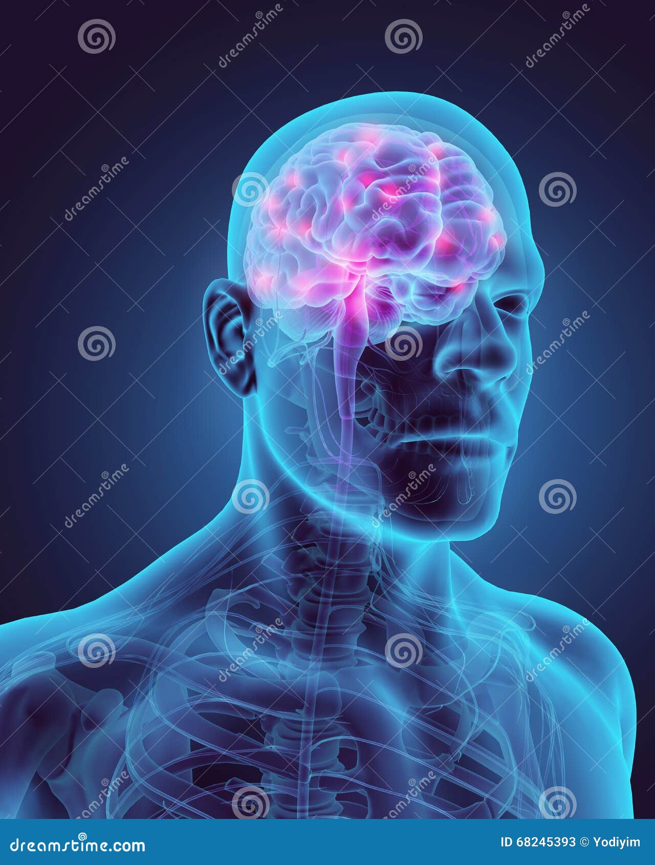 Human Internal Organic - Human Brain. Stock Illustration - Illustration ...