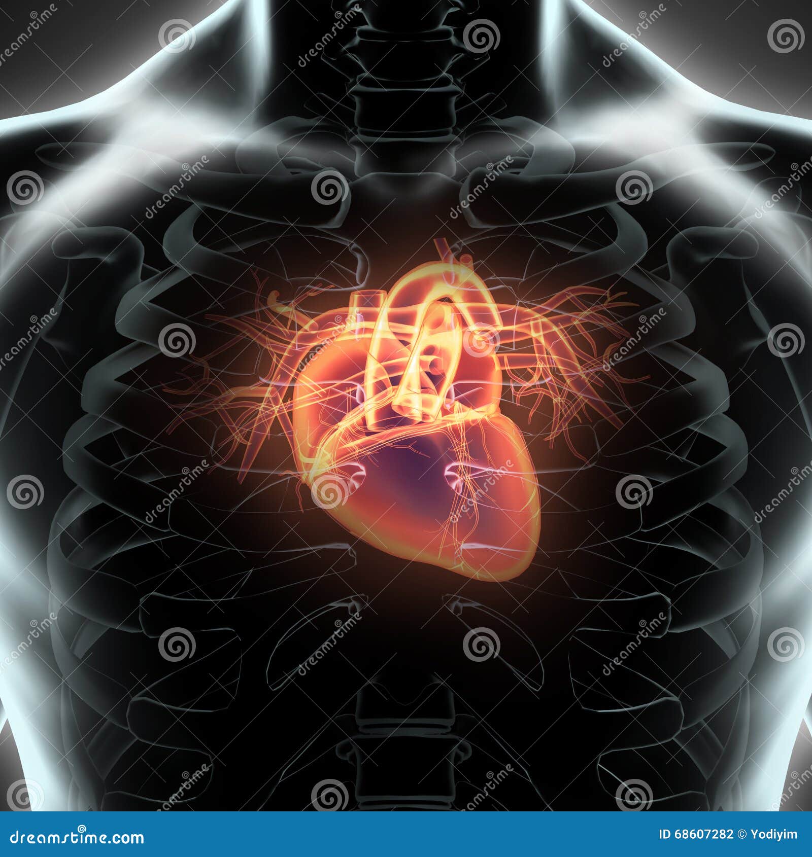 Human Internal Organic - Human Heart. Stock Illustration - Illustration ...