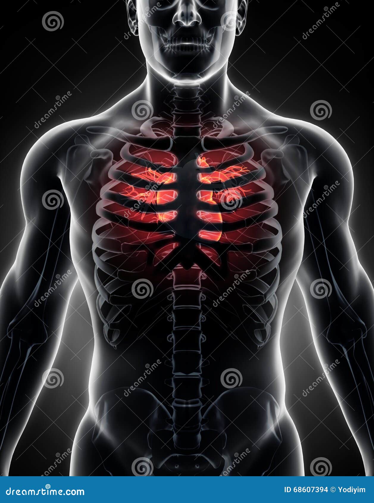 Human Internal Organic - Human Heart. Stock Illustration - Illustration ...