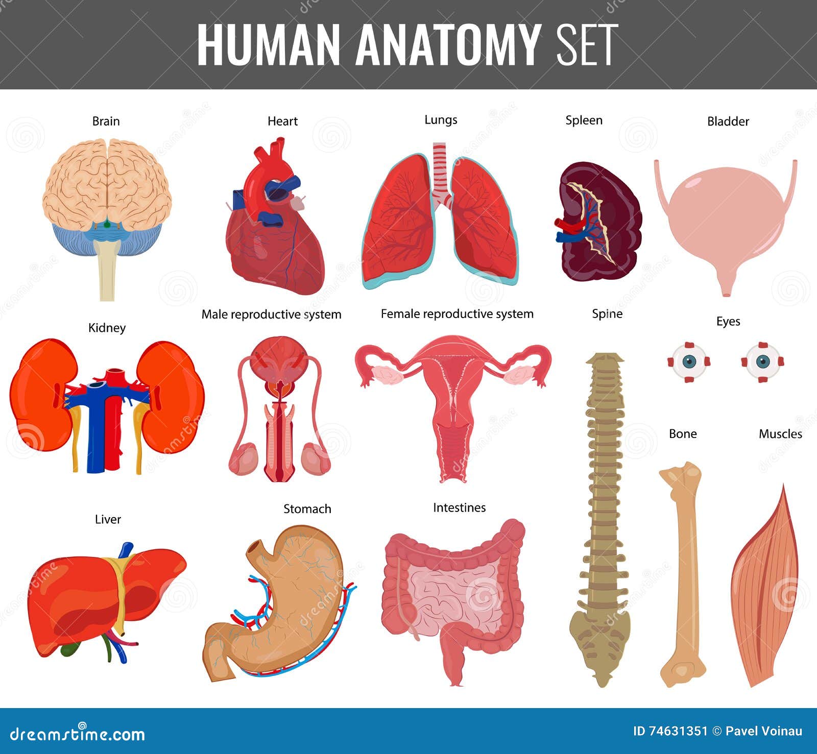 Human Internal Organs. Anatomy Set Stock Vector - Illustration of ...