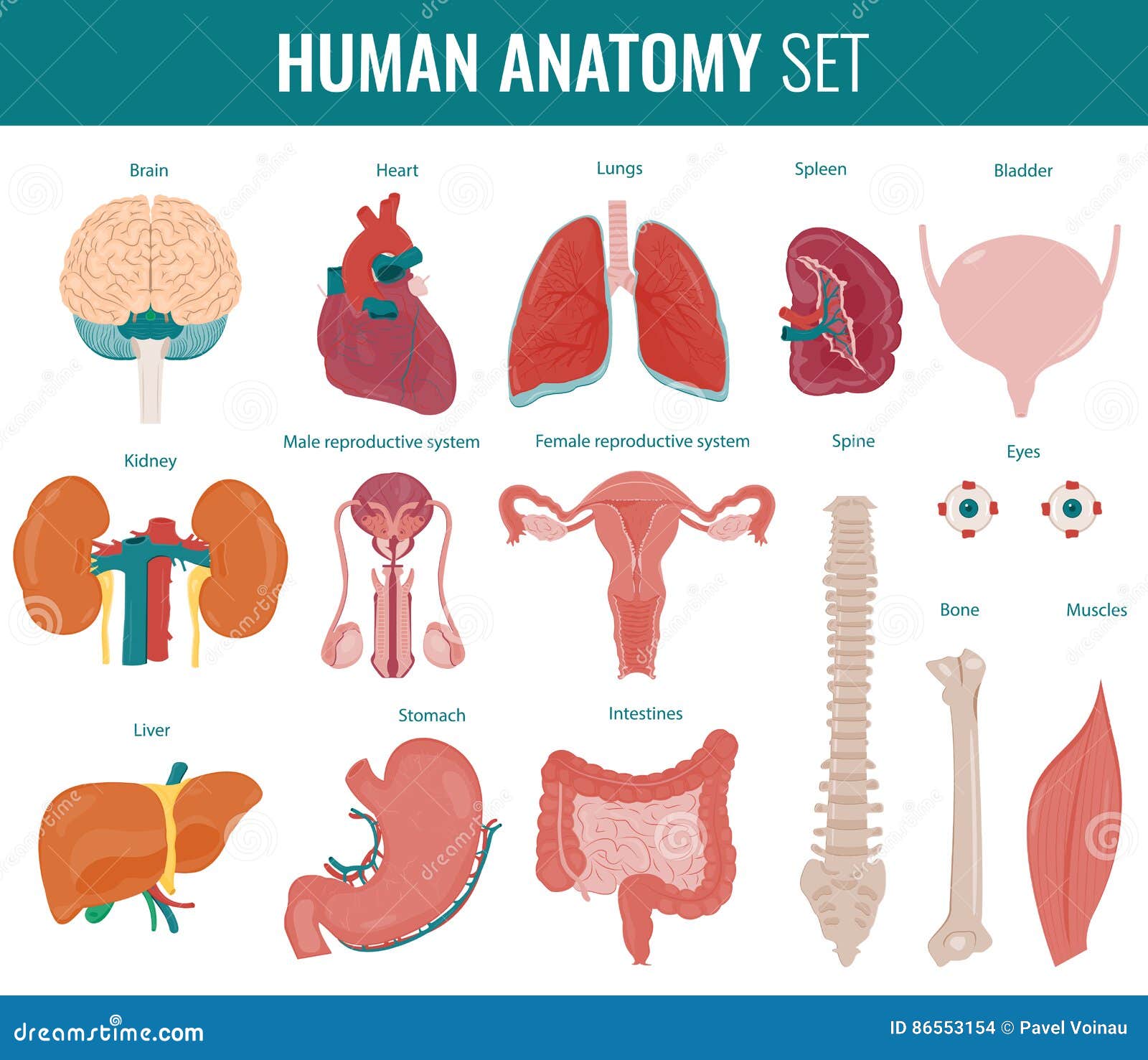 Human Internal Organs. Anatomy Set Stock Vector - Illustration of flat ...