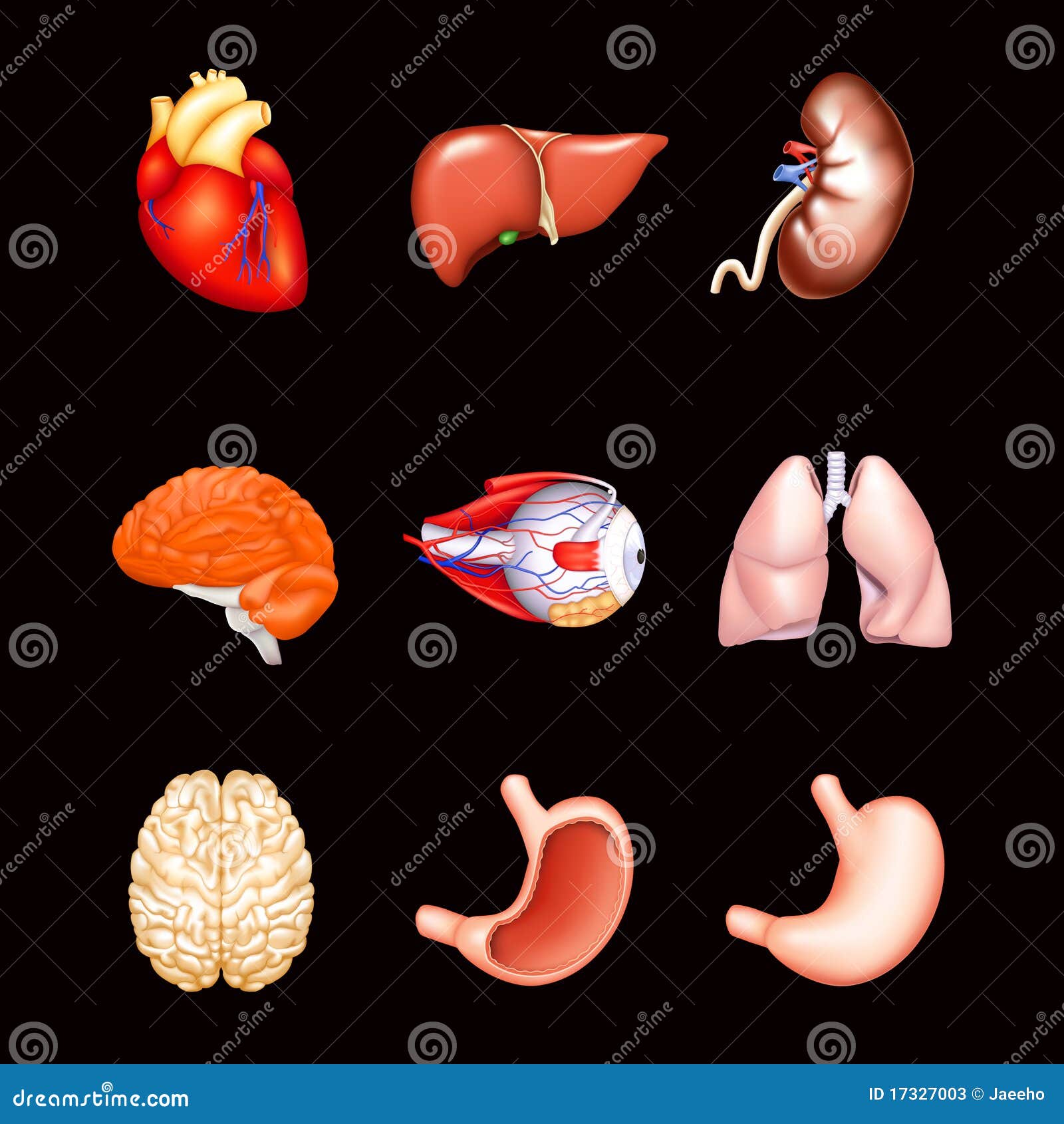 Human Internal Organs, on Black Stock Vector - Illustration of brain ...