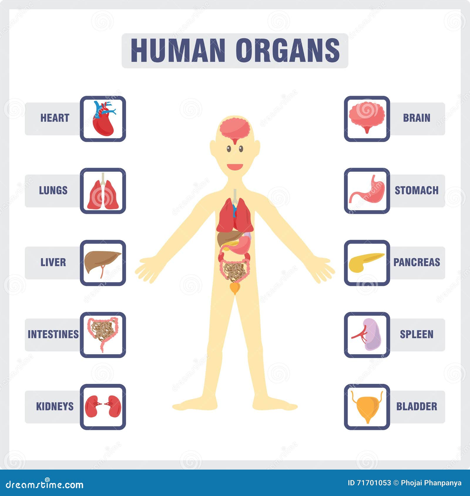 Human Internal Organs stock vector. Illustration of internal - 71701053