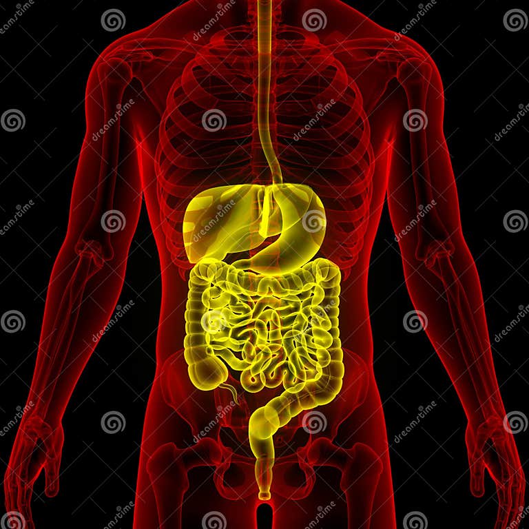 Human Internal Organs Complete Digestive System Anatomy Иллюстрация ...