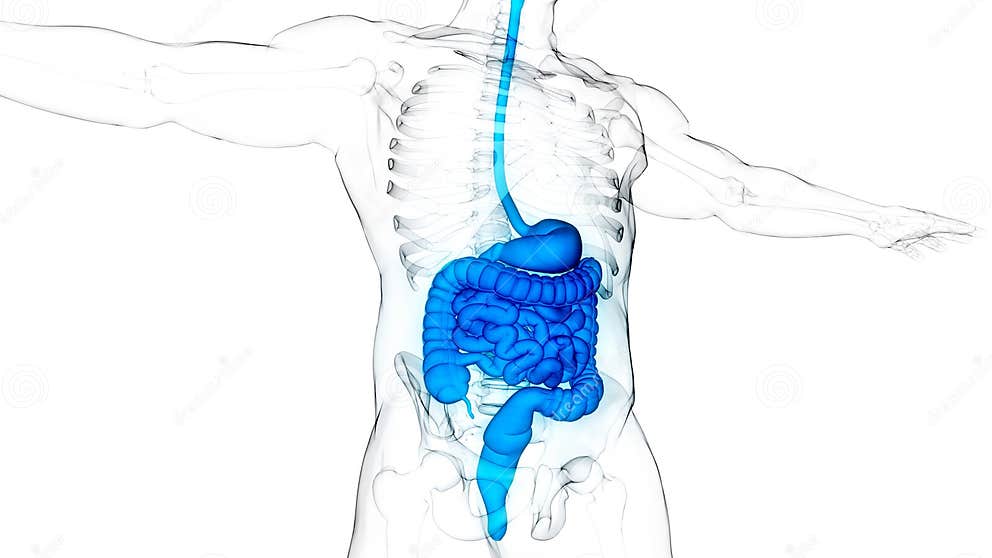 Human Internal Organs Complete Digestive System Anatomy Illustrazione ...