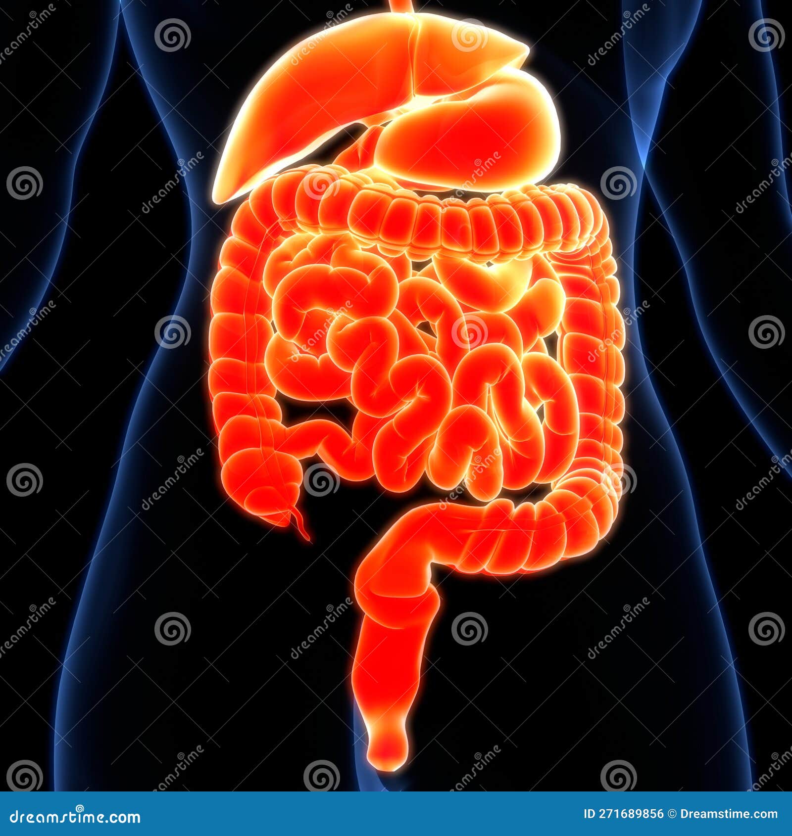 Human Internal Organs Complete Digestive System Anatomy Stock Abbildung ...