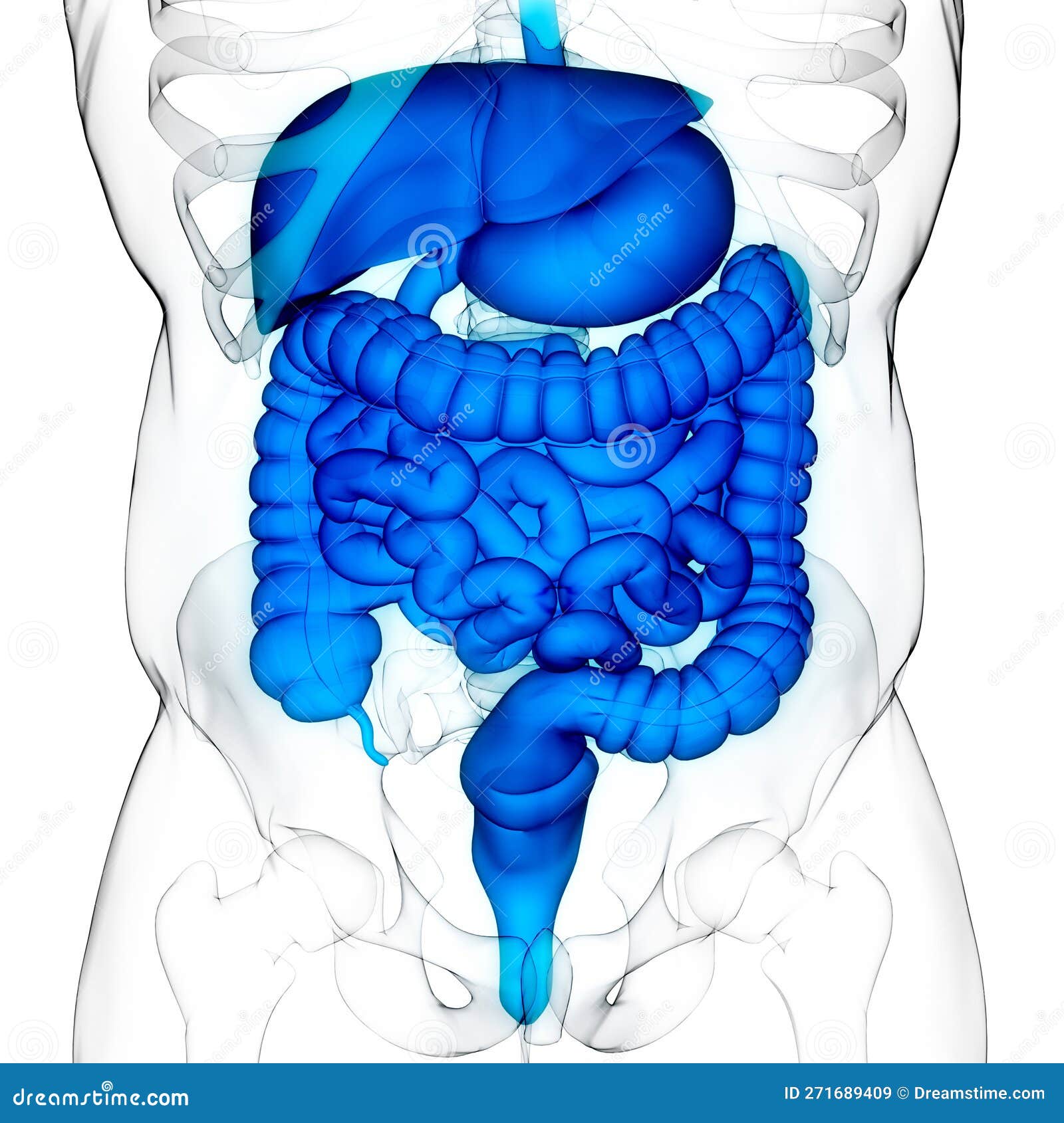 Human Complete Internal Organs Anatomy Royalty-Free Stock Image ...