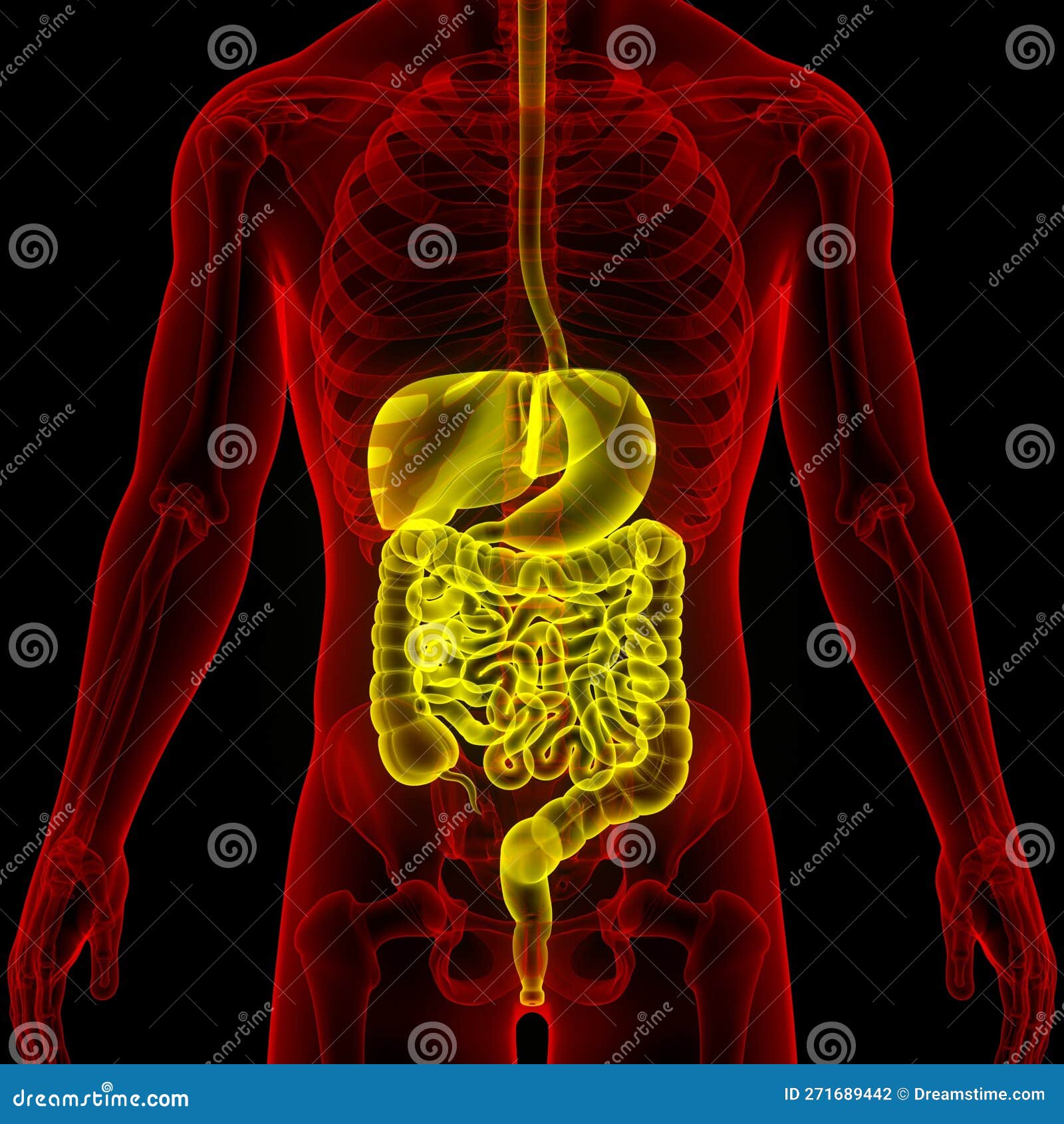 Human Internal Organs Complete Digestive System Anatomy Stock ...