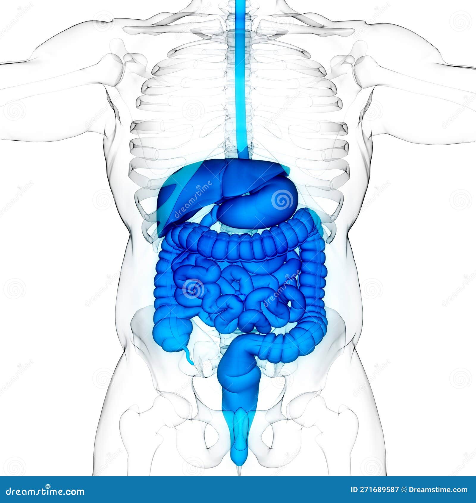 Human Internal Organs Complete Digestive System Anatomy Stock ...
