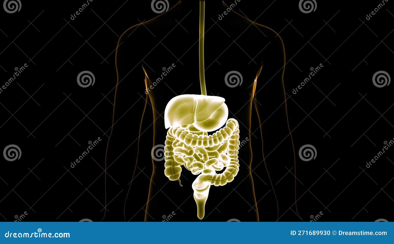 Human Internal Organs Complete Digestive System Anatomy Stock ...