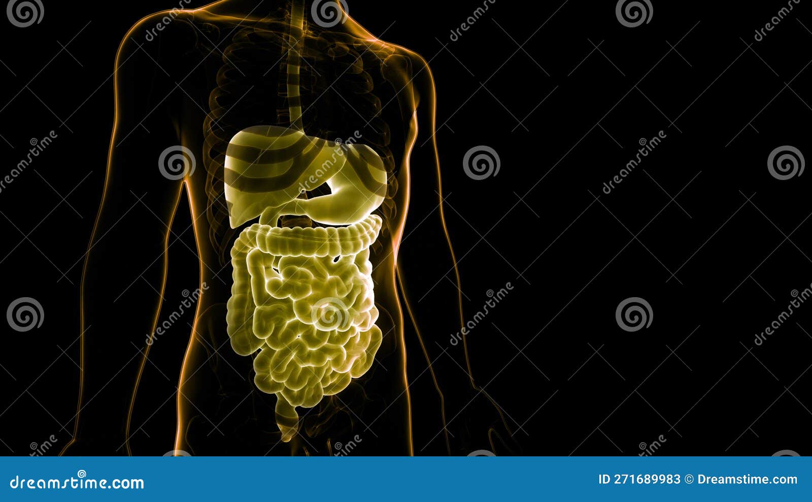 Human Internal Organs Complete Digestive System Anatomy Stock ...