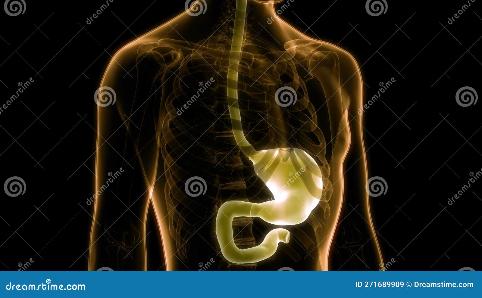 Human Internal Organs Complete Digestive System Stomach Anatomy Stock ...