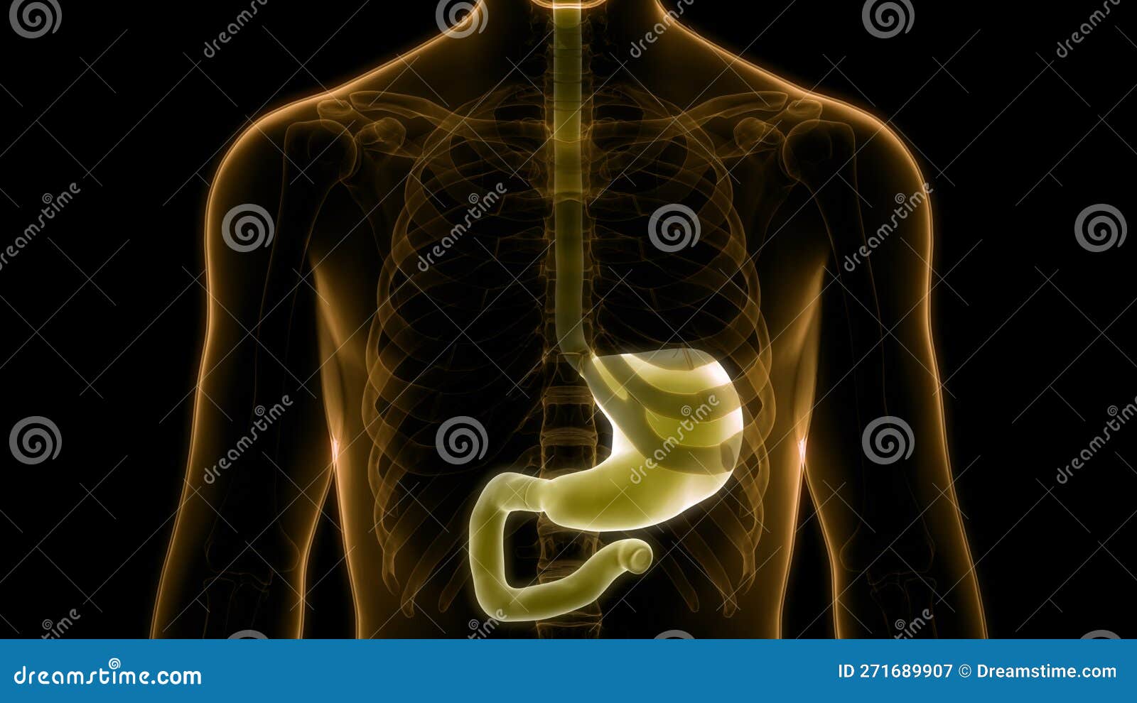 Human Internal Organs Complete Digestive System Stomach Anatomy Stock ...