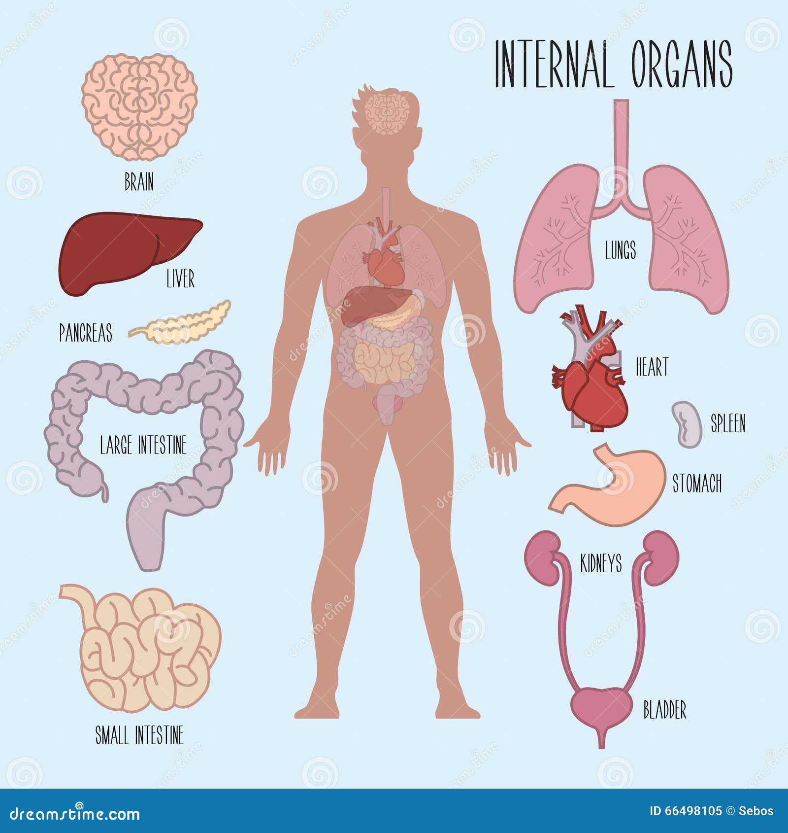 Human internal organs stock vector. Illustration of graphics - 66498105 Human internal organs stock vector. Illustration of graphics - 66498105
