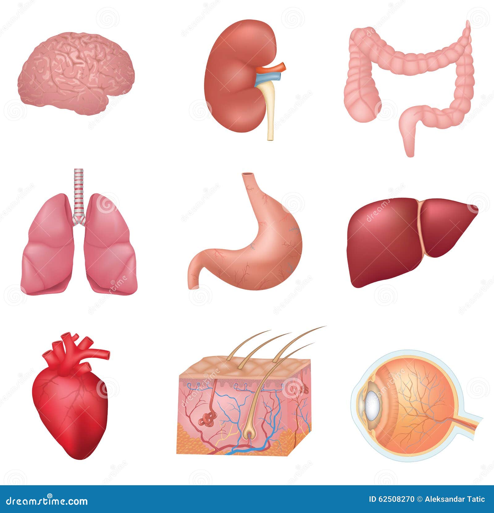 Human Internal Organs stock vector. Illustration of human - 62508270