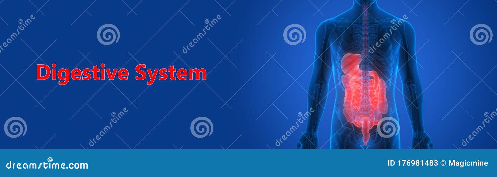 Human Internal Organs Digestive System Anatomy Stock Illustration ...