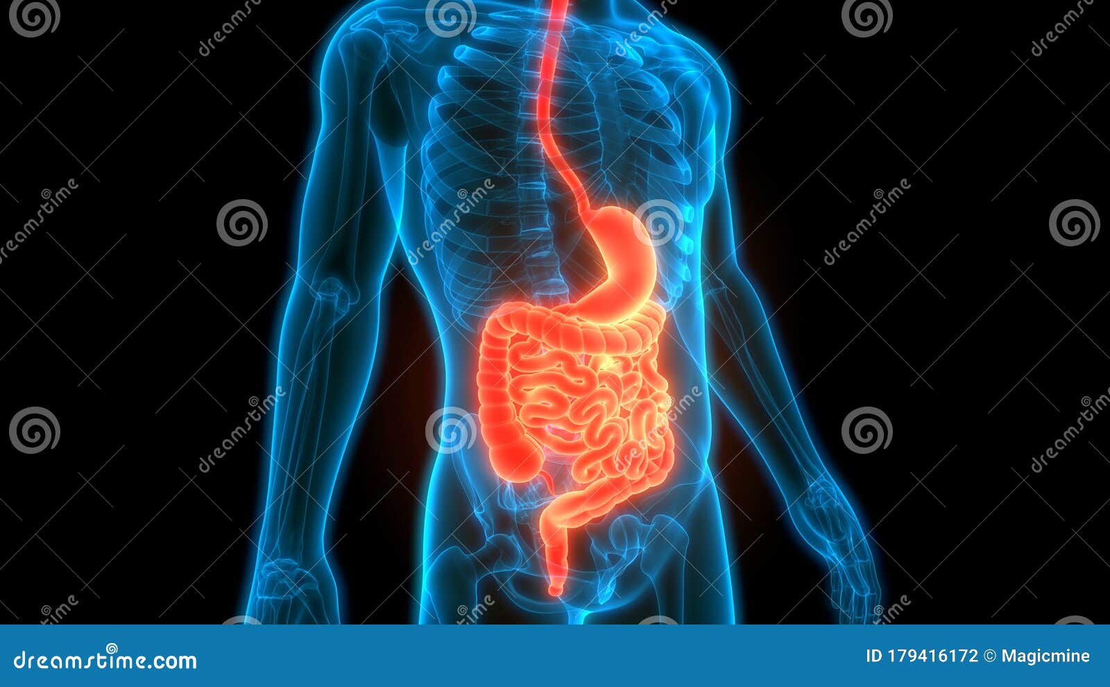 Human Internal Organs Digestive System Anatomy Stock Illustration ...