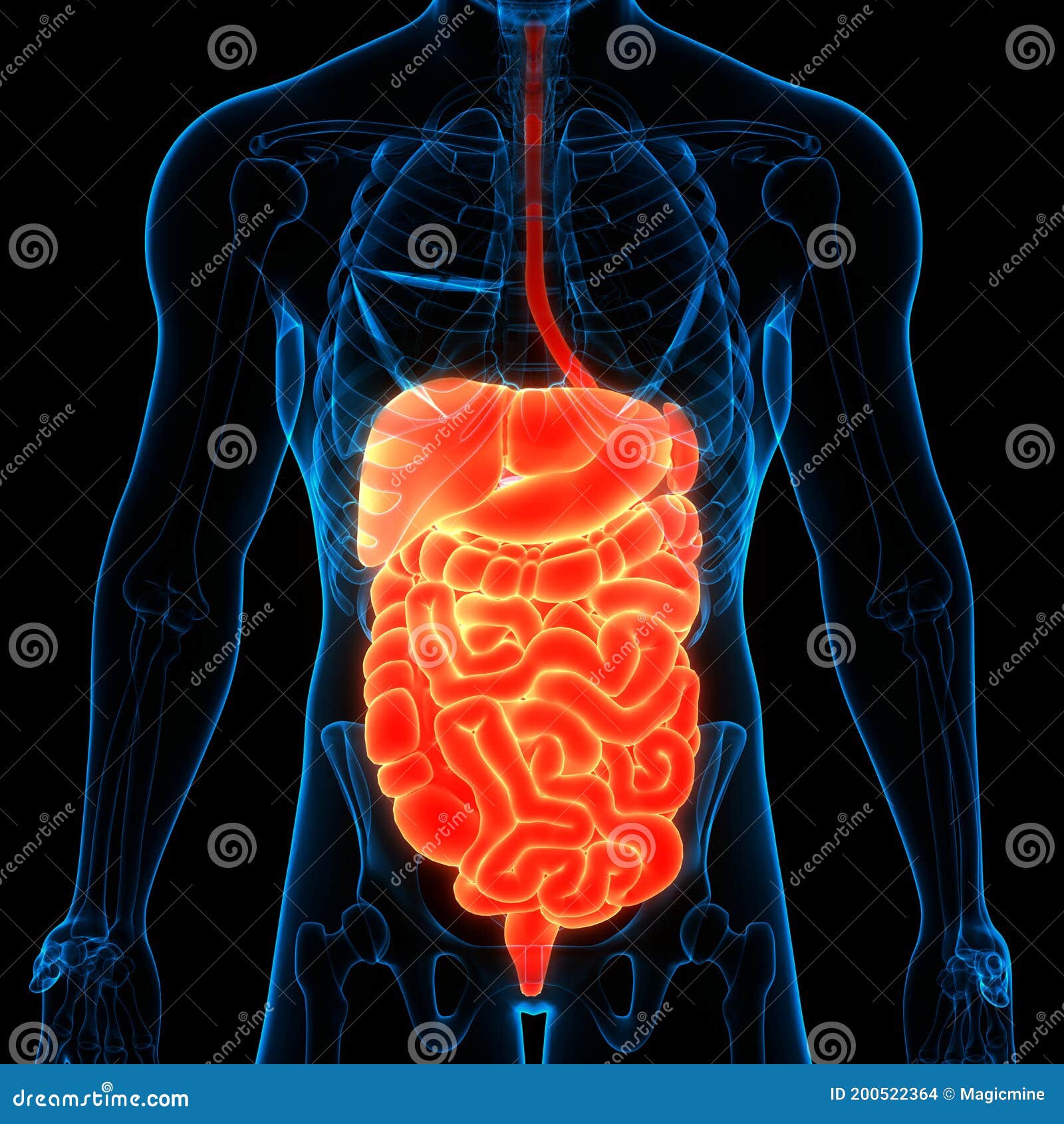 Human Internal Organs Digestive System Anatomy Stock Illustration ...