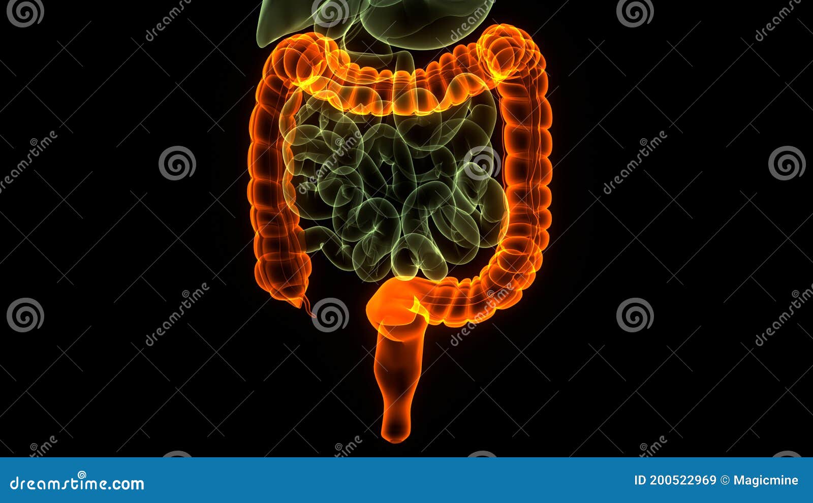 Human Internal Organs Digestive System Large Intestine Anatomy Stock ...
