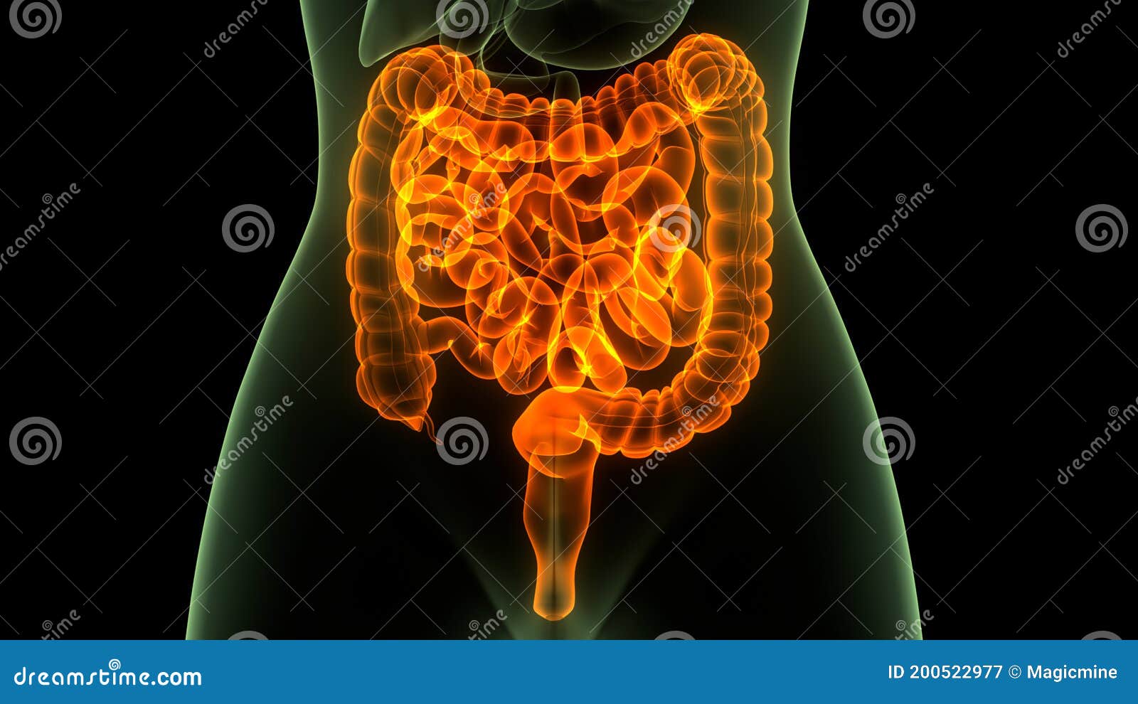 Human Internal Organs Digestive System Large and Small Intestine ...