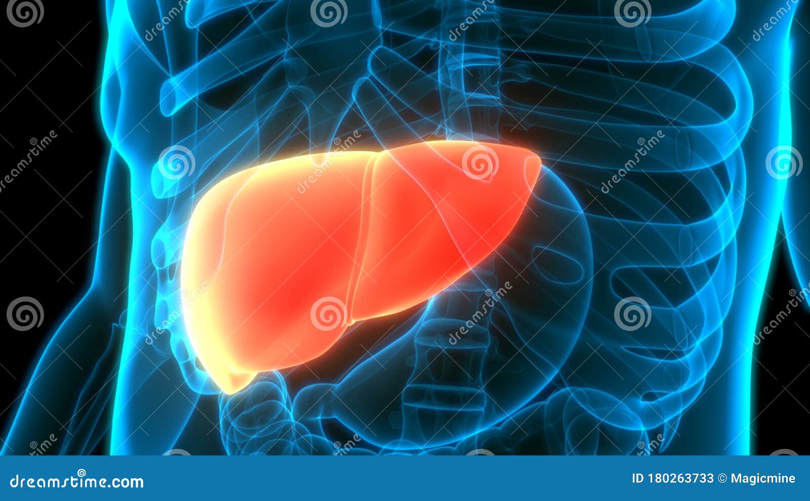 Human Internal Organs Digestive System Liver Anatomy Stock Illustration ...