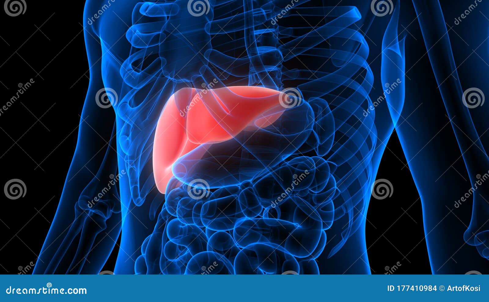 Human Internal Organs Digestive System Liver Anatomy X-ray 3D Rendering ...