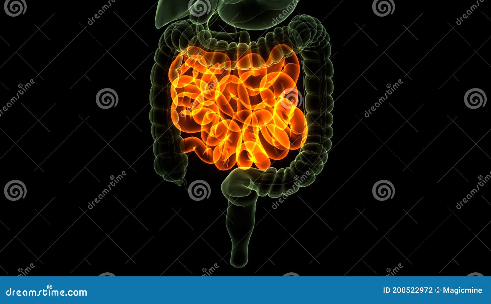 Human Internal Organs Digestive System Small Intestine Anatomy Stock ...