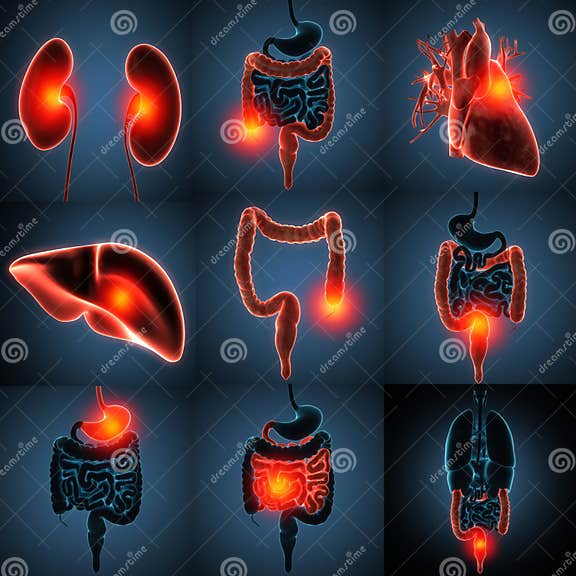 Human Internal Organs Disease Set 3d Rendering Stock Illustration ...