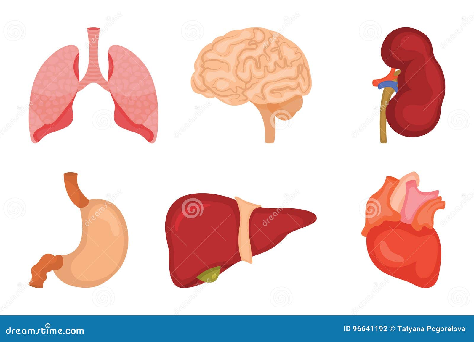 Human Internal Organs Icon Set. Vector Illustration In Cartoon Style ...
