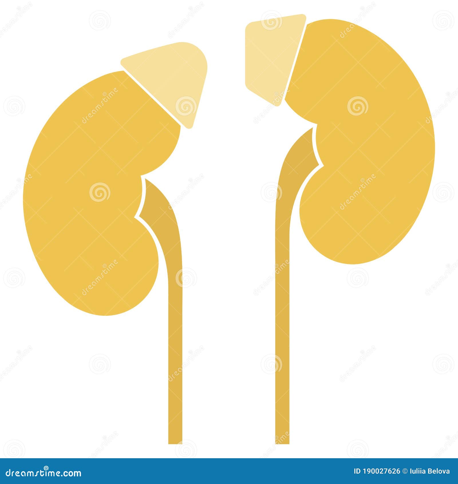 Human Internal Organs: Kidneys, Adrenal Glands and Ureters. Vector ... Human Internal Organs: Kidneys, Adrenal Glands and Ureters. Vector ...