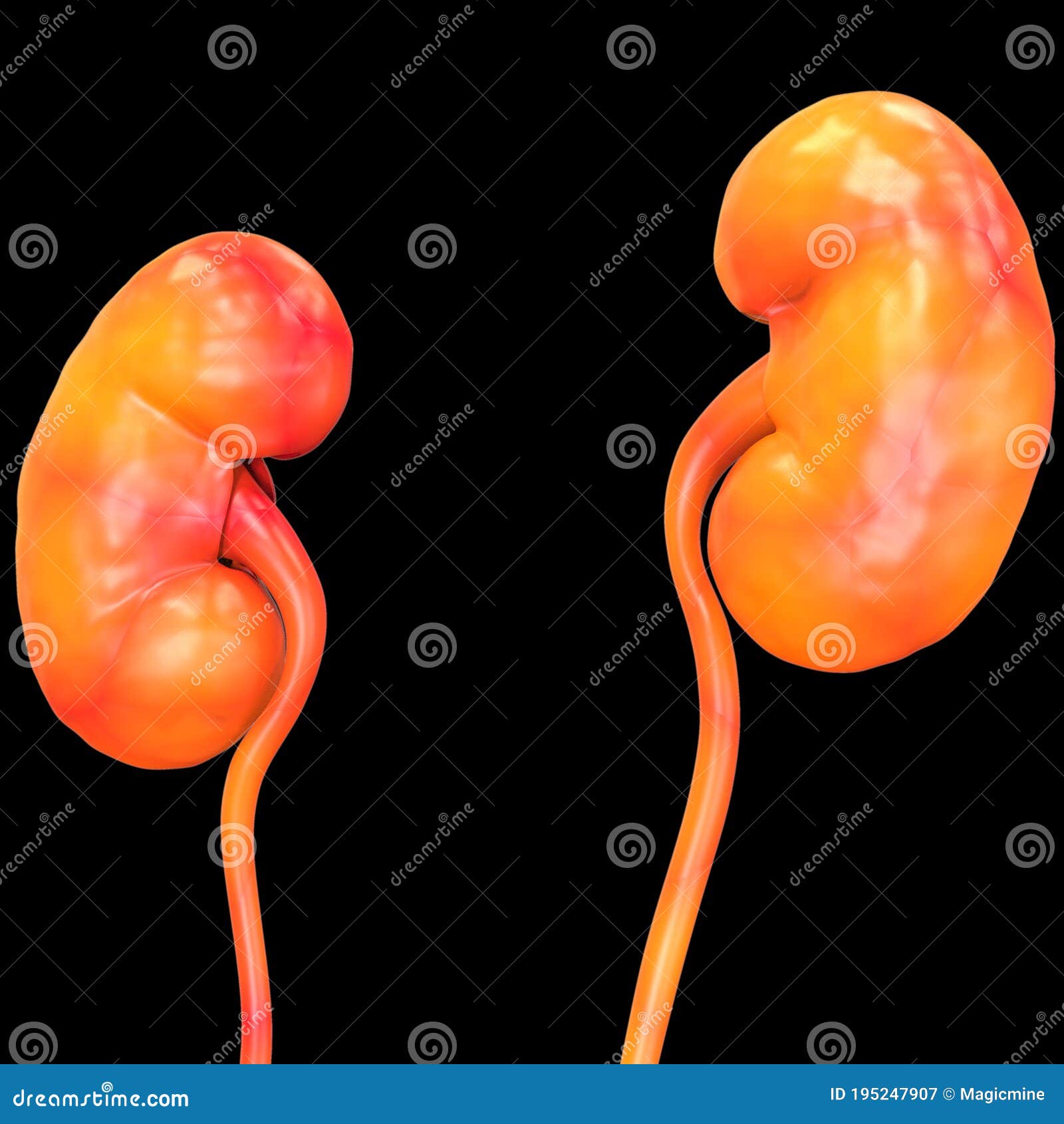 Human Internal Organs Kidneys with Bladder Anatomy Stock Illustration ...