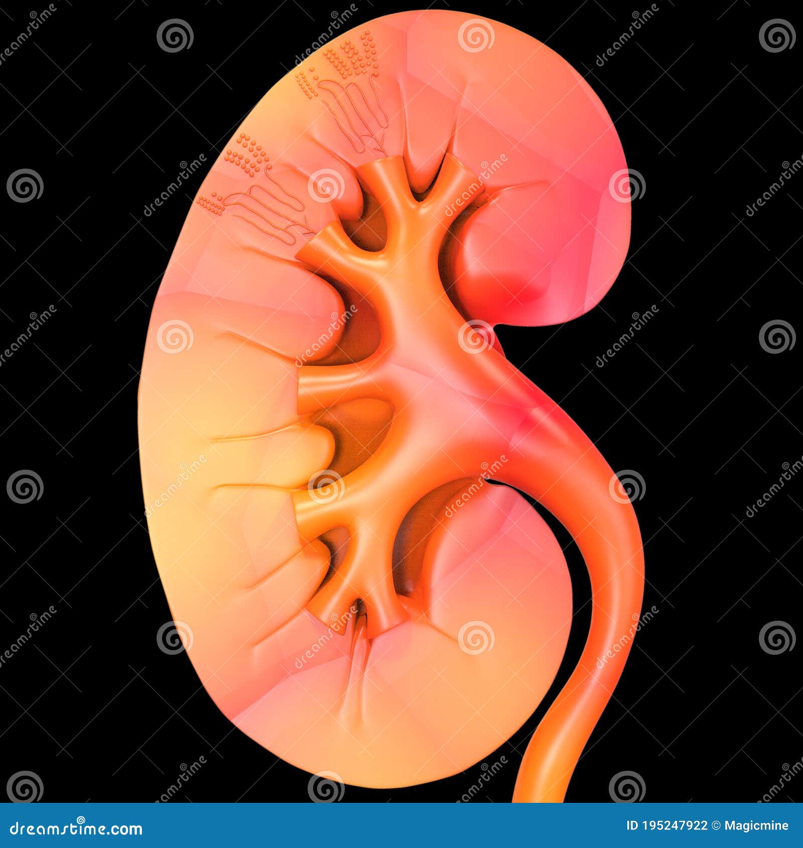 Human Internal Organs Kidneys With Bladder Anatomy Stock Photography ...