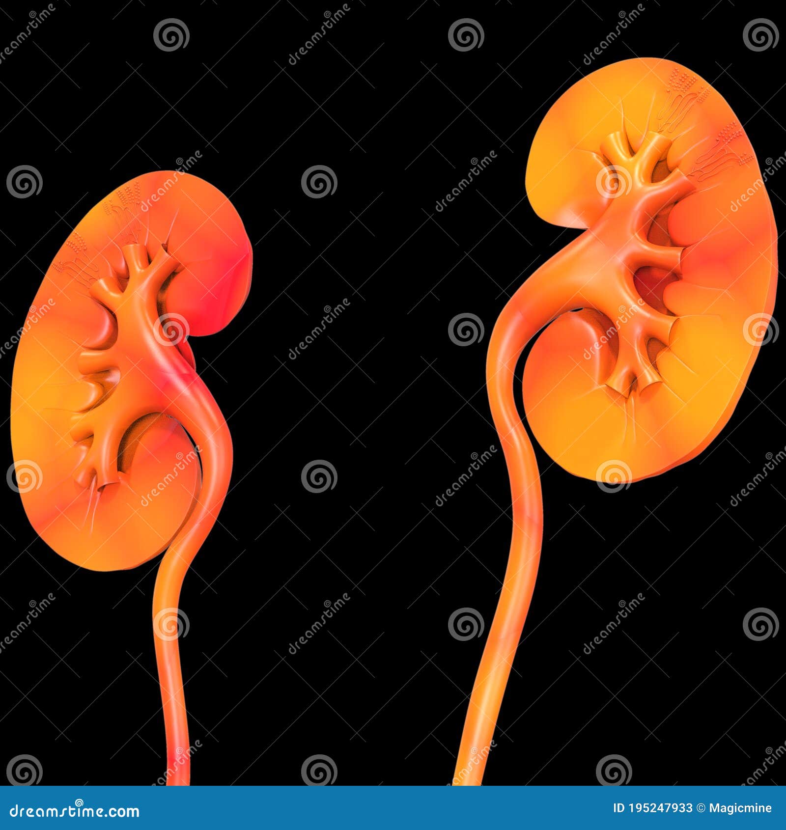 Human Internal Organs Kidneys with Bladder Anatomy Stock Illustration ...