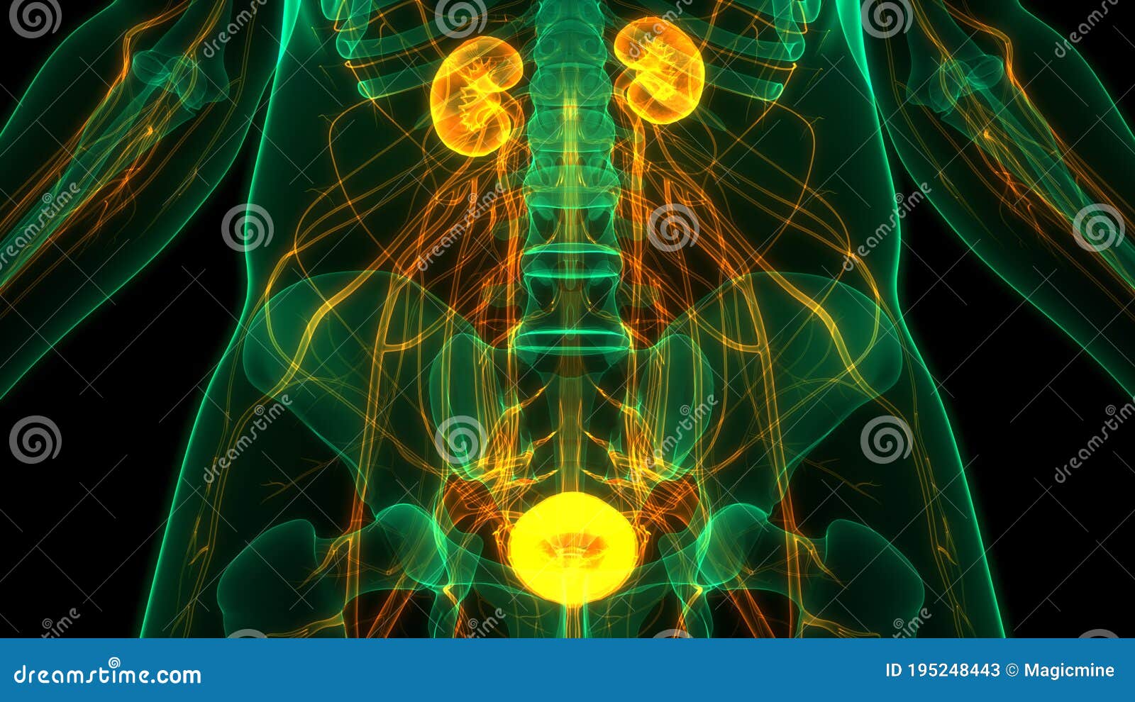 Human Internal Organs Kidneys with Bladder Anatomy Stock Illustration ...