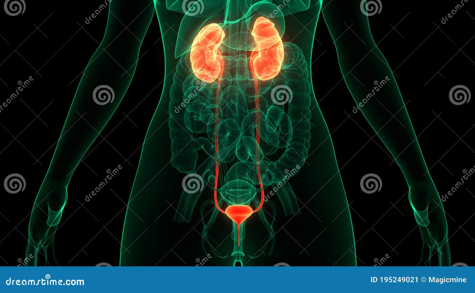 Human Internal Organs Kidneys With Bladder Anatomy Royalty-Free Stock ...