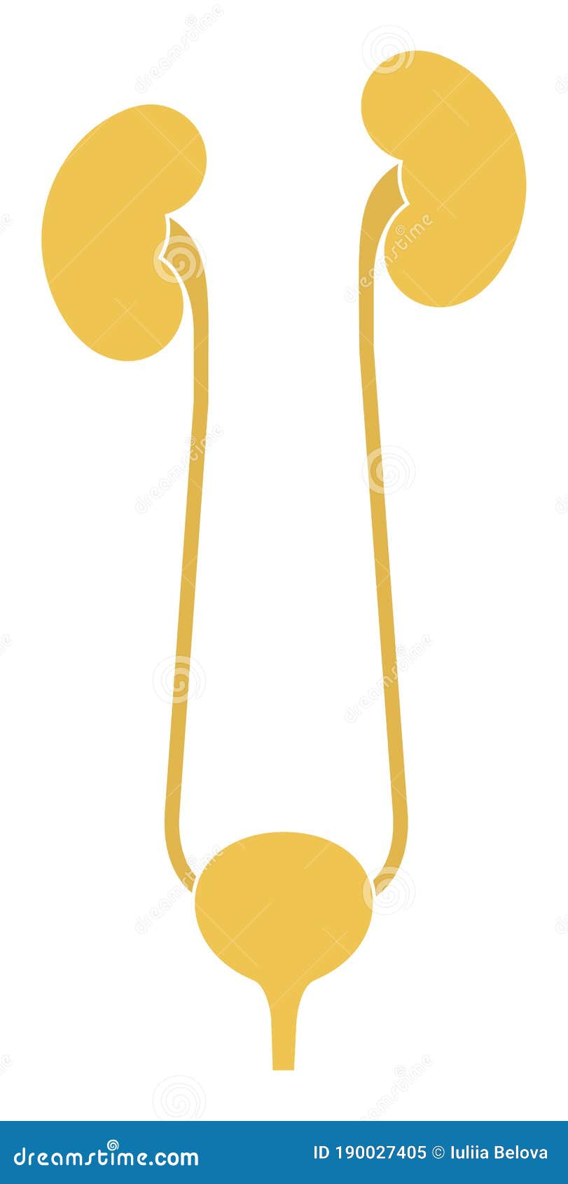 Human Internal Organs: Kidneys, Ureters and Bladder. Vector Image Stock ... Human Internal Organs: Kidneys, Ureters and Bladder. Vector Image Stock ...