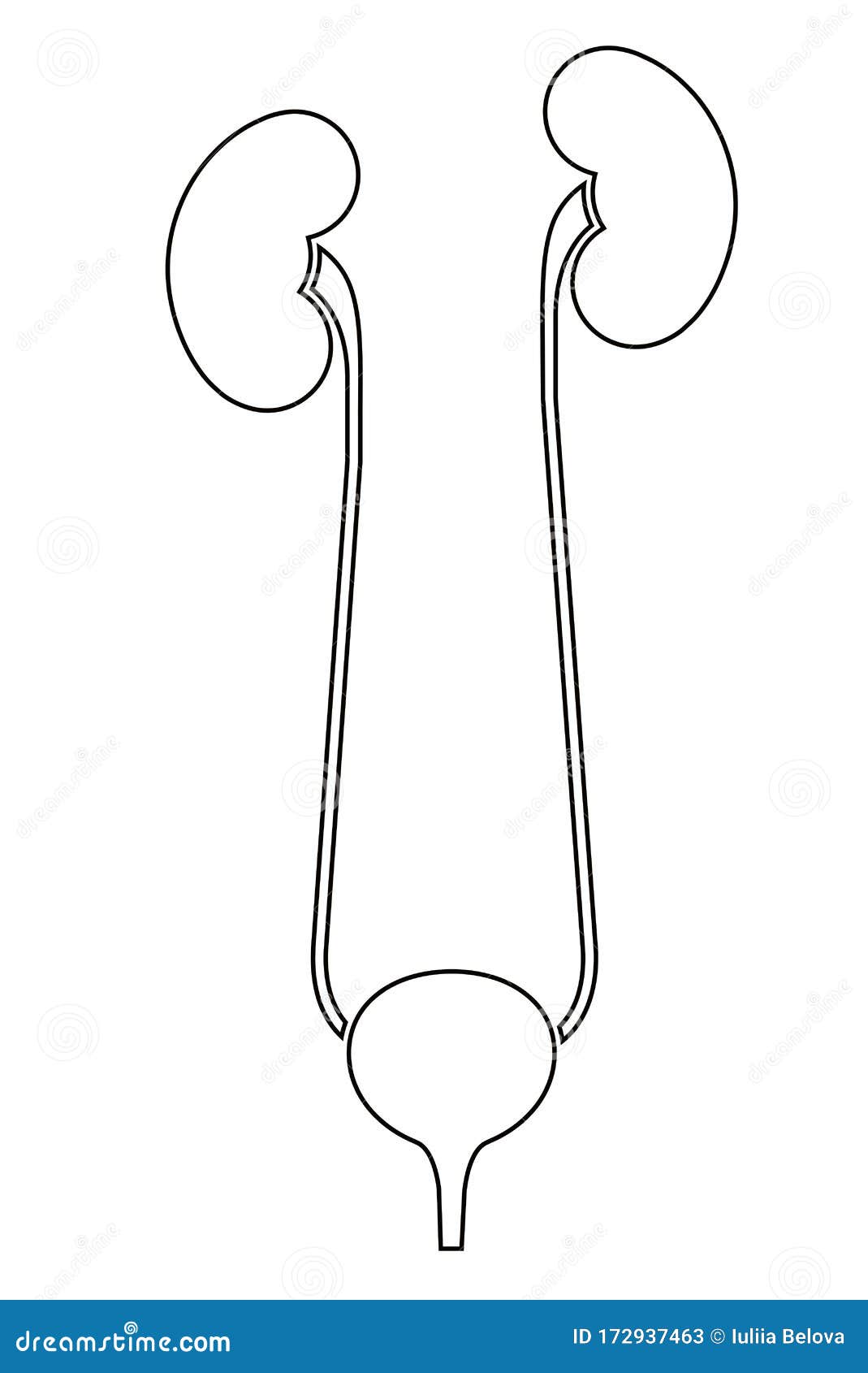 Human Internal Organs: Kidneys, Ureters and Bladder. Vector Line Art ... Human Internal Organs: Kidneys, Ureters and Bladder. Vector Line Art ...