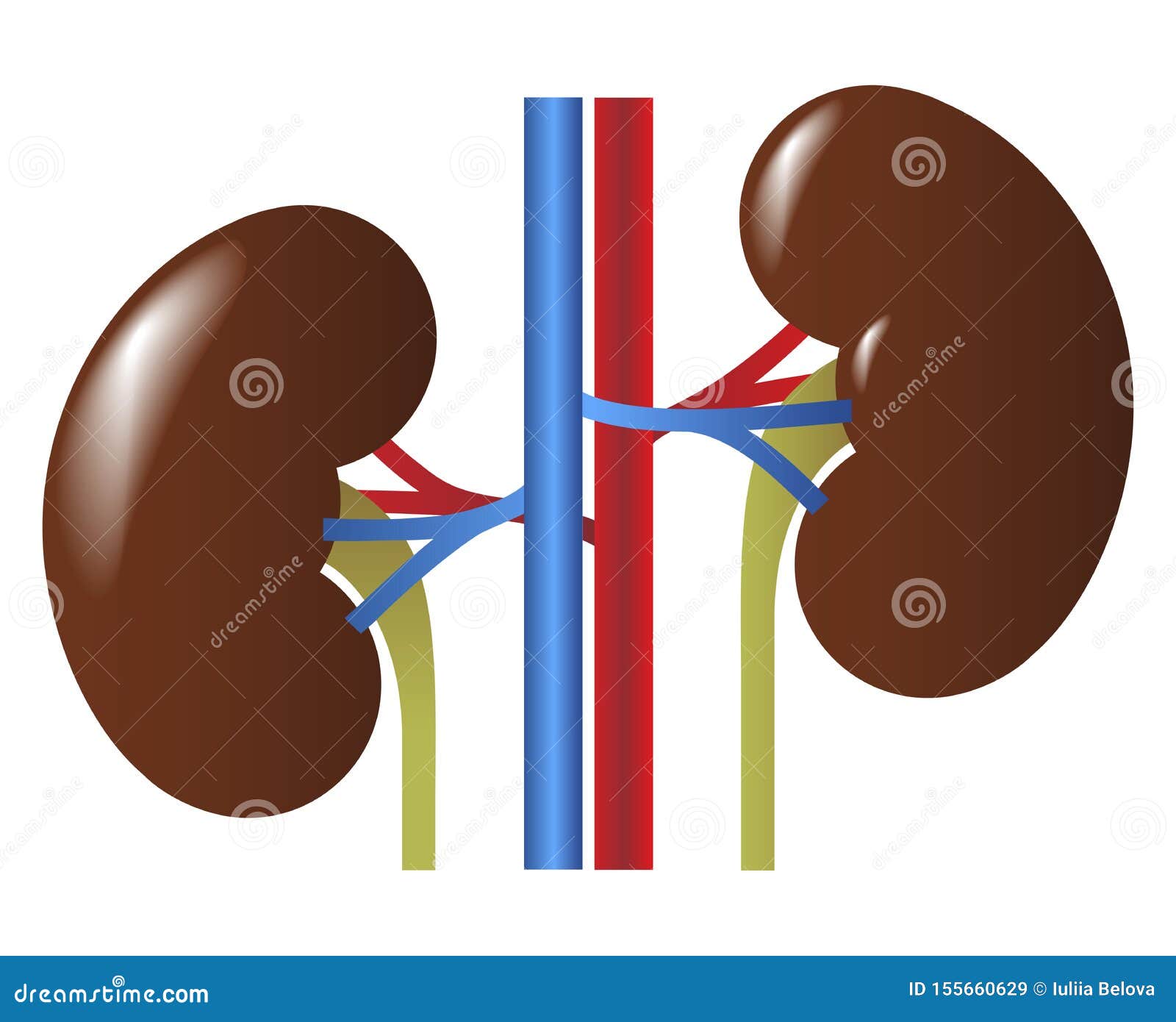 Human Internal Organs: Kidneys and Ureters. Illustration Stock ... Human Internal Organs: Kidneys and Ureters. Illustration Stock ...