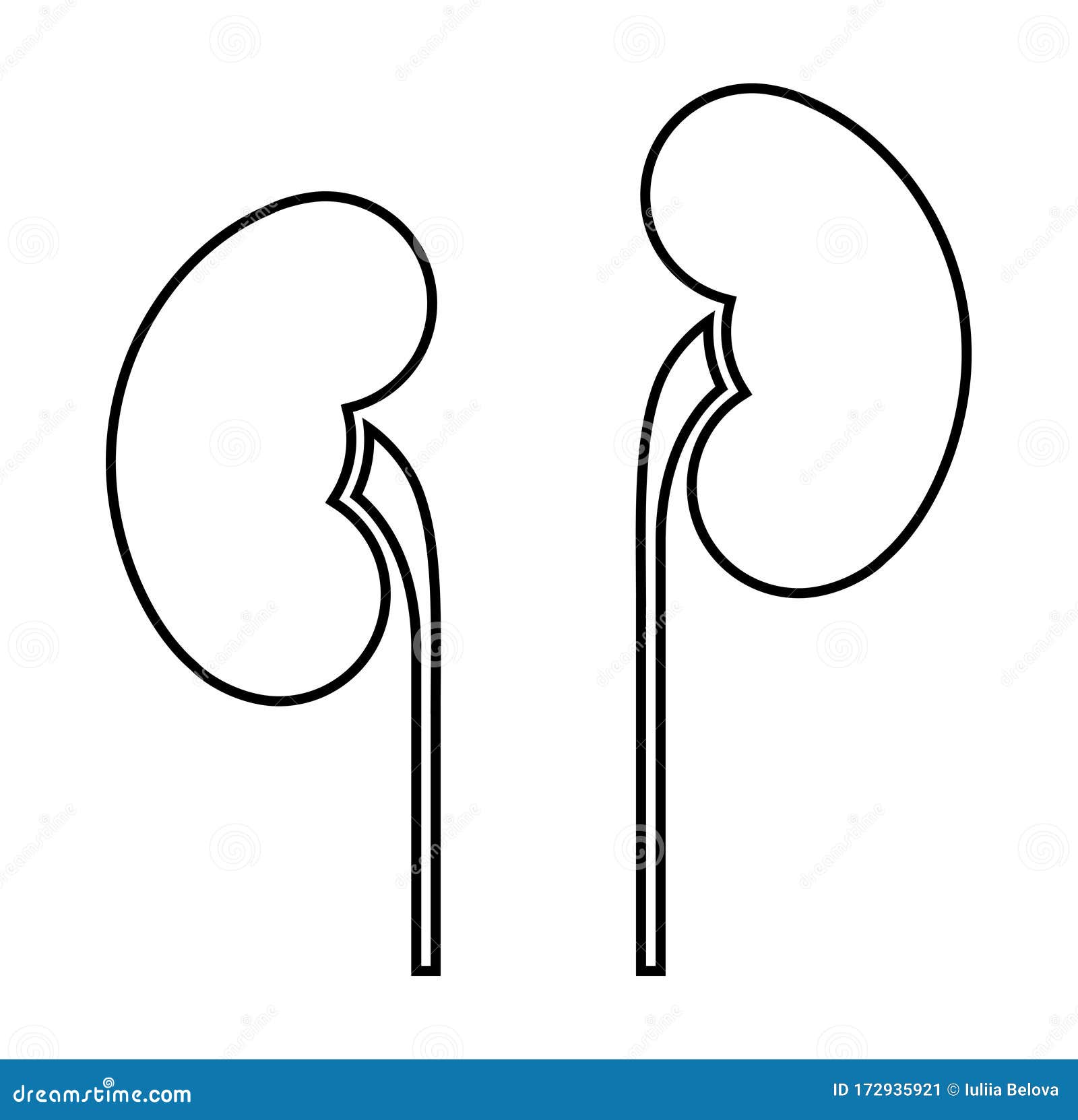 Human Internal Organs: Kidneys and Ureters. Line Art Image Stock ...