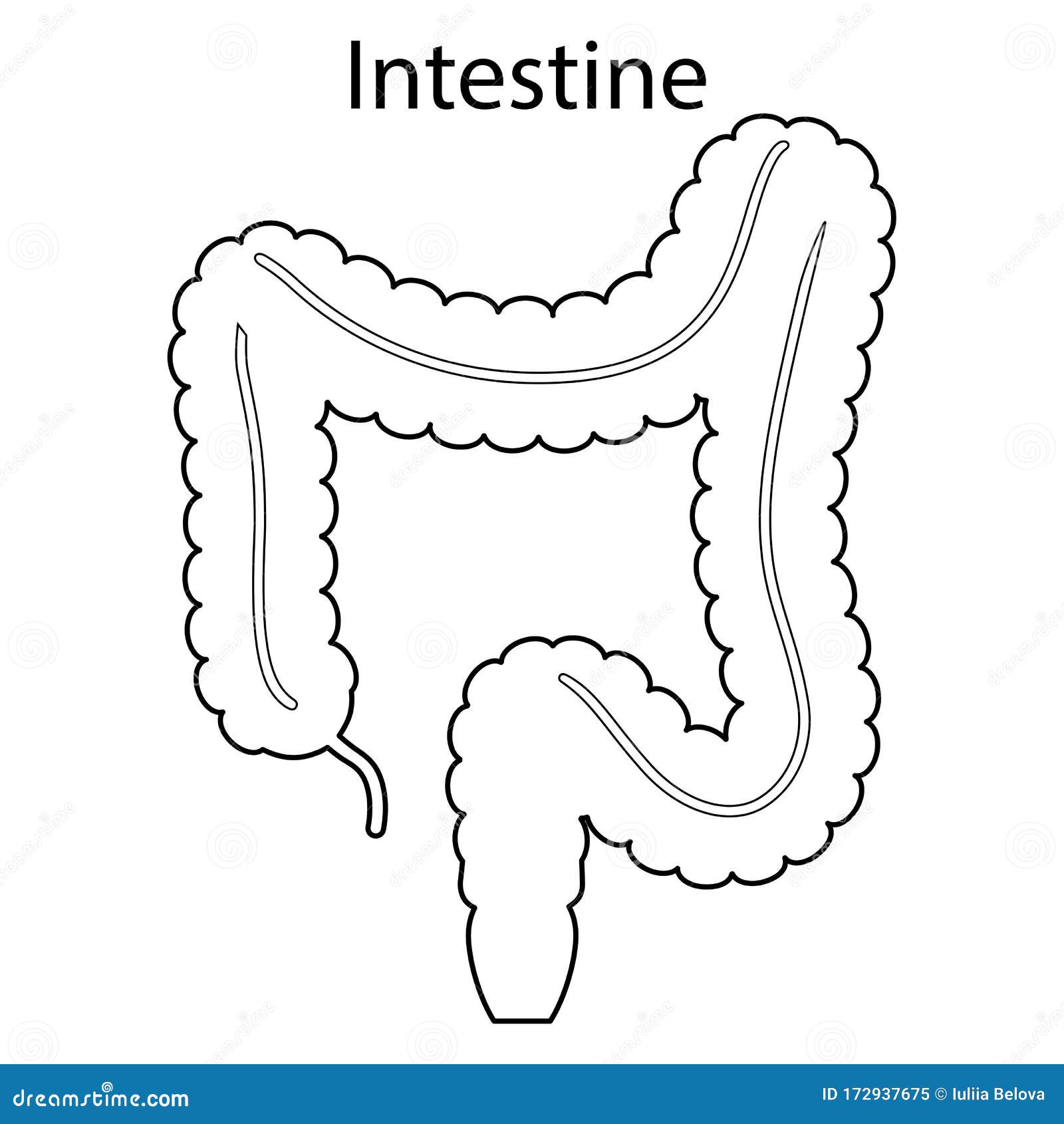 Human Internal Organs: Large Intestine and Appendix. Line Illustration ...