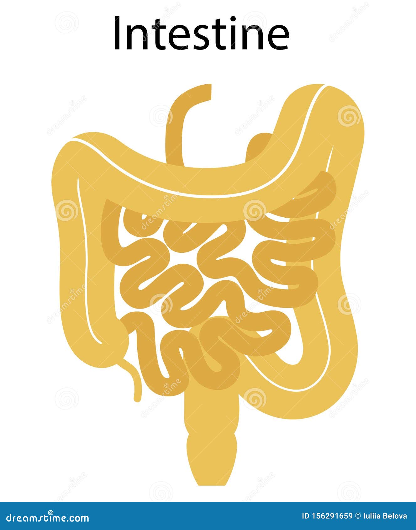 Human Internal Organs: Large Intestine and Appendix, Small Intestine ...